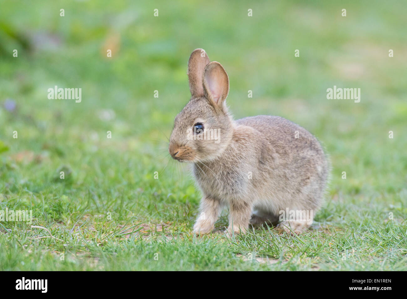 Juvenile Rabbit on the alert Stock Photo - Alamy