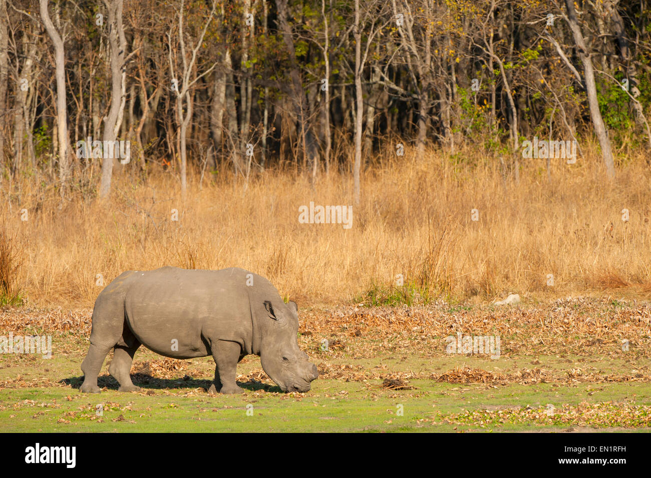 Flora and faun hi-res stock photography and images - Alamy