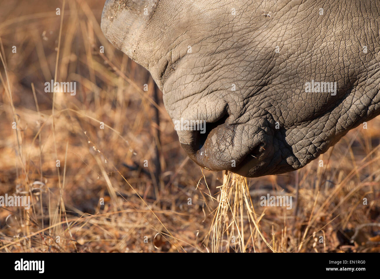 Indigenous food preservation hi-res stock photography and images - Alamy