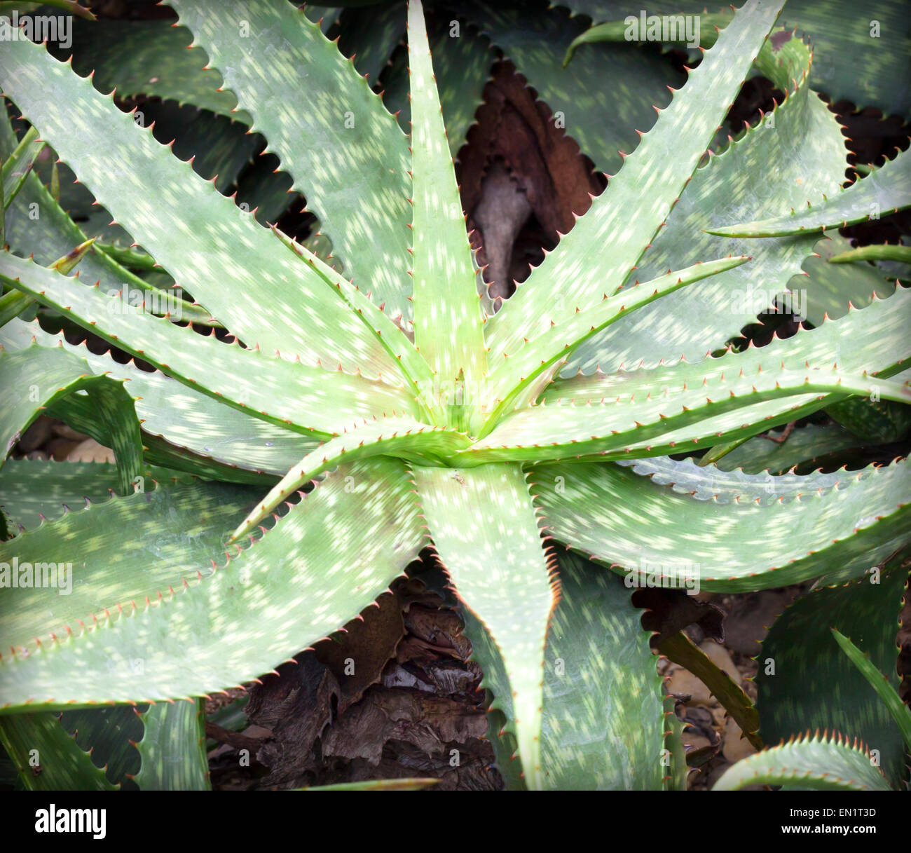 Very close detail hi-res stock photography and images - Alamy