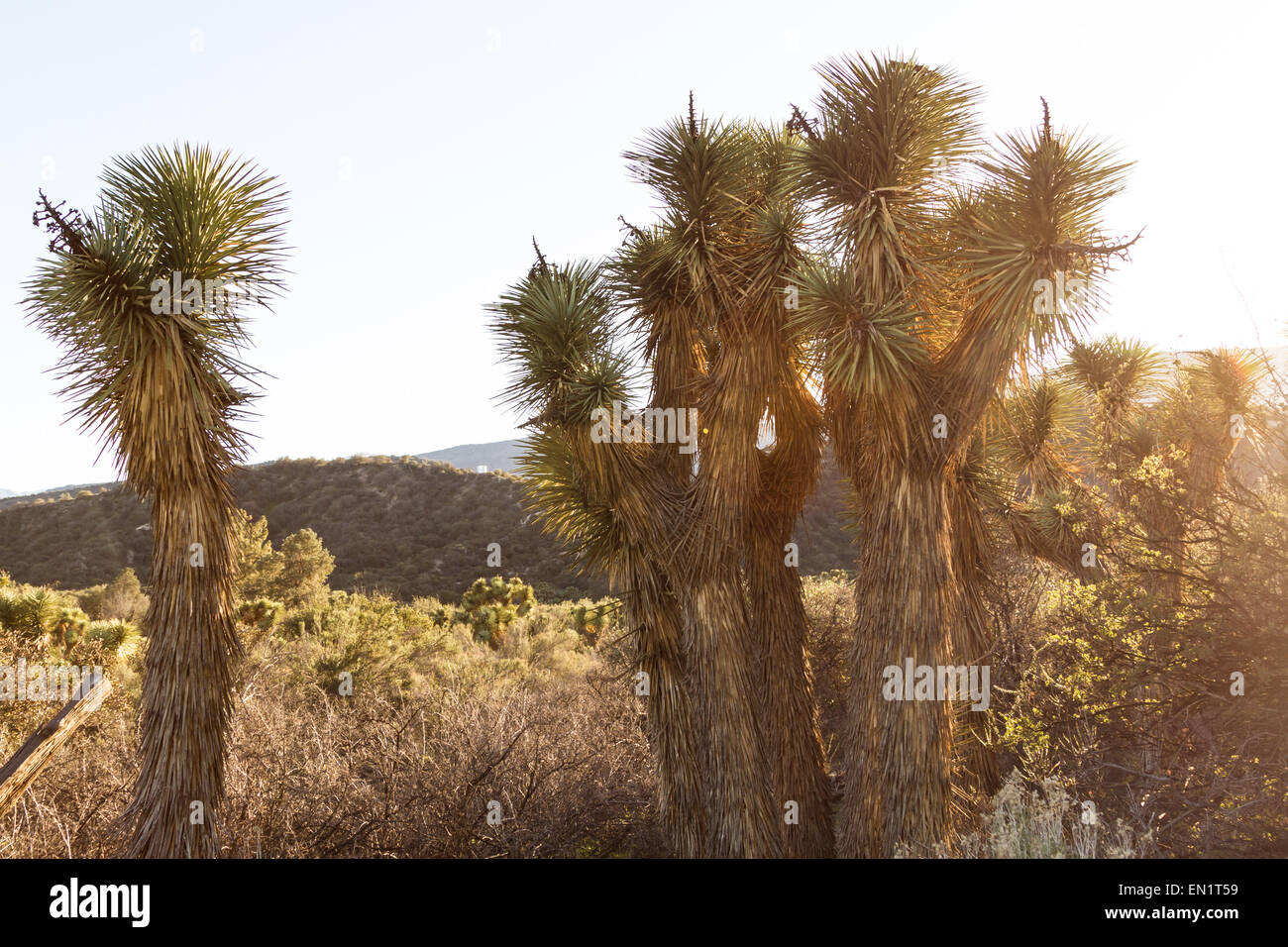 Joshua trees blooming in hi-res stock photography and images - Alamy
