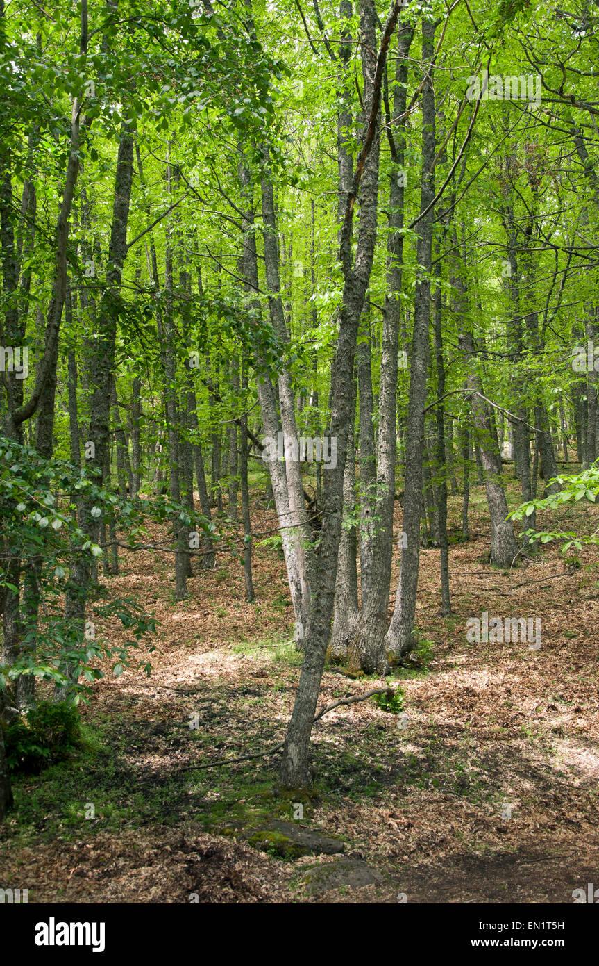 Chestnut grove in Iruelas Valley Natural Park, Avila, Spain Stock Photo ...