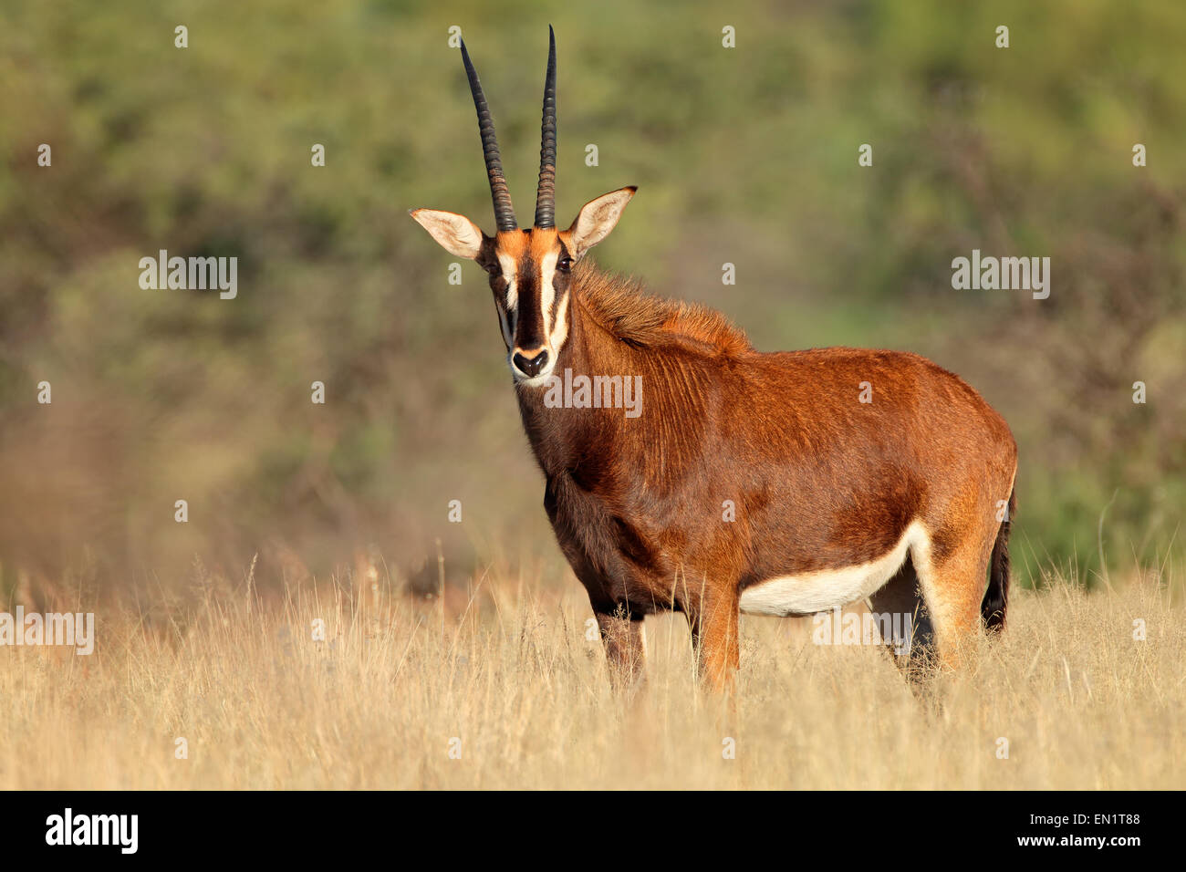 Sable Antelope Sable Antelope ZooBorns