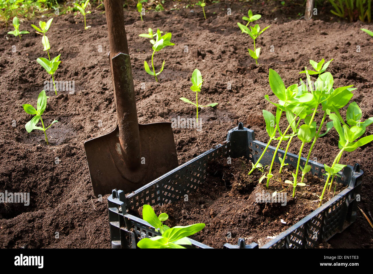 Seedlings basket hi-res stock photography and images - Alamy