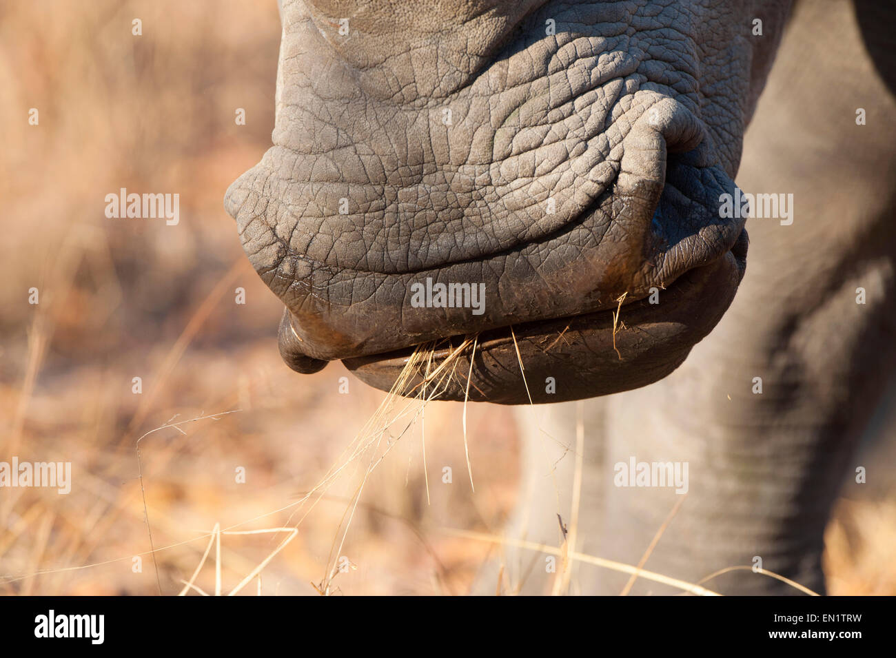 Indigenous food preservation hi-res stock photography and images - Alamy