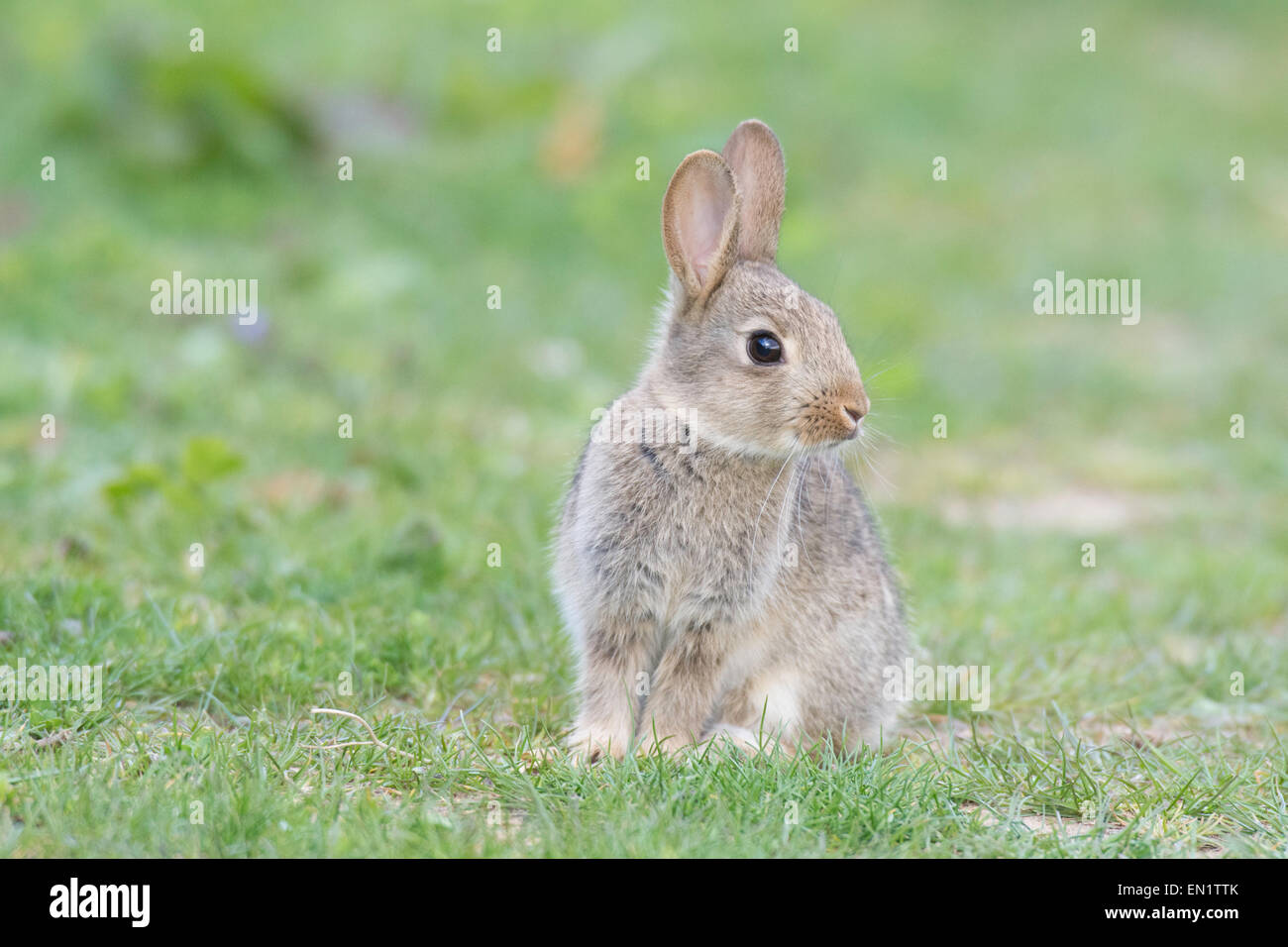 Juvenile Rabbit on the alert Stock Photo - Alamy