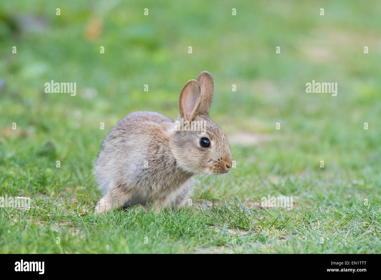 Juvenile Rabbit on the alert Stock Photo - Alamy
