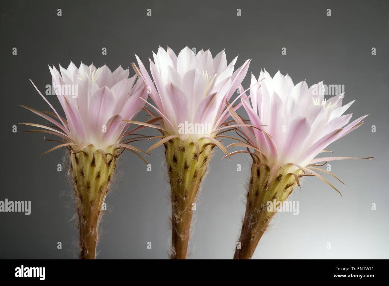 three flowers of cactus Stock Photo - Alamy