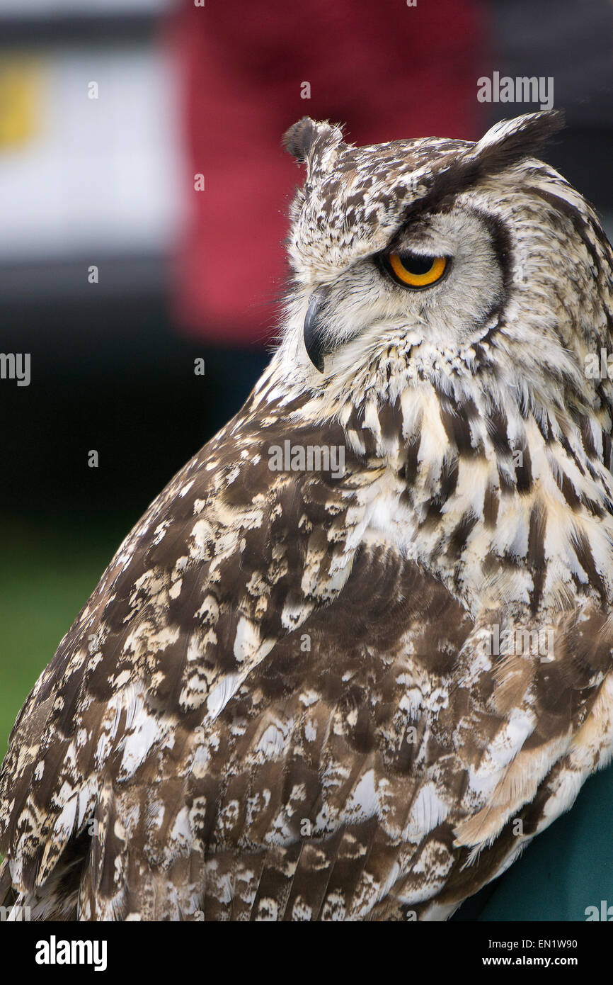 African Spotted Eagle owl in captivity Stock Photo - Alamy