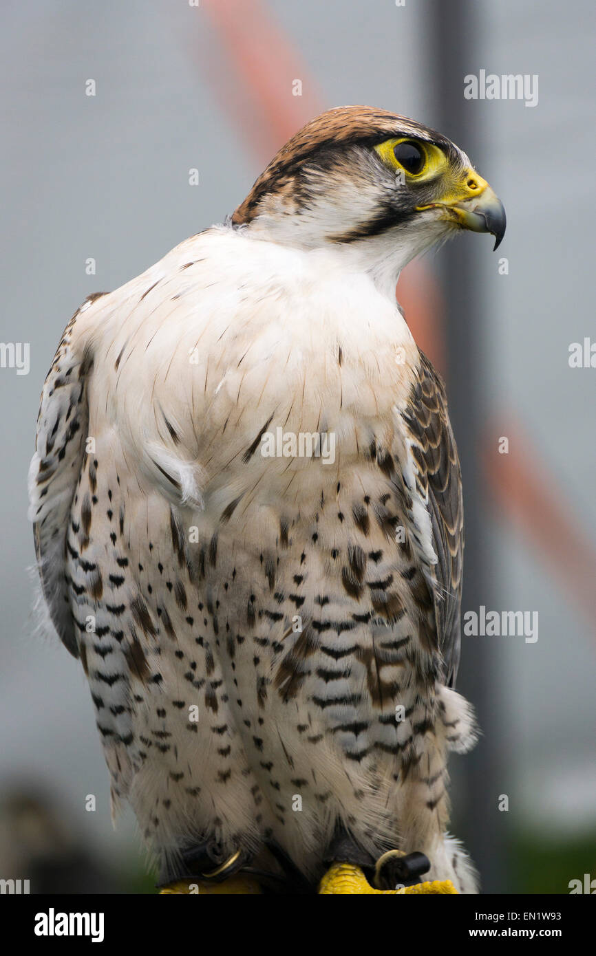 Bird of prey in captivity Stock Photo - Alamy
