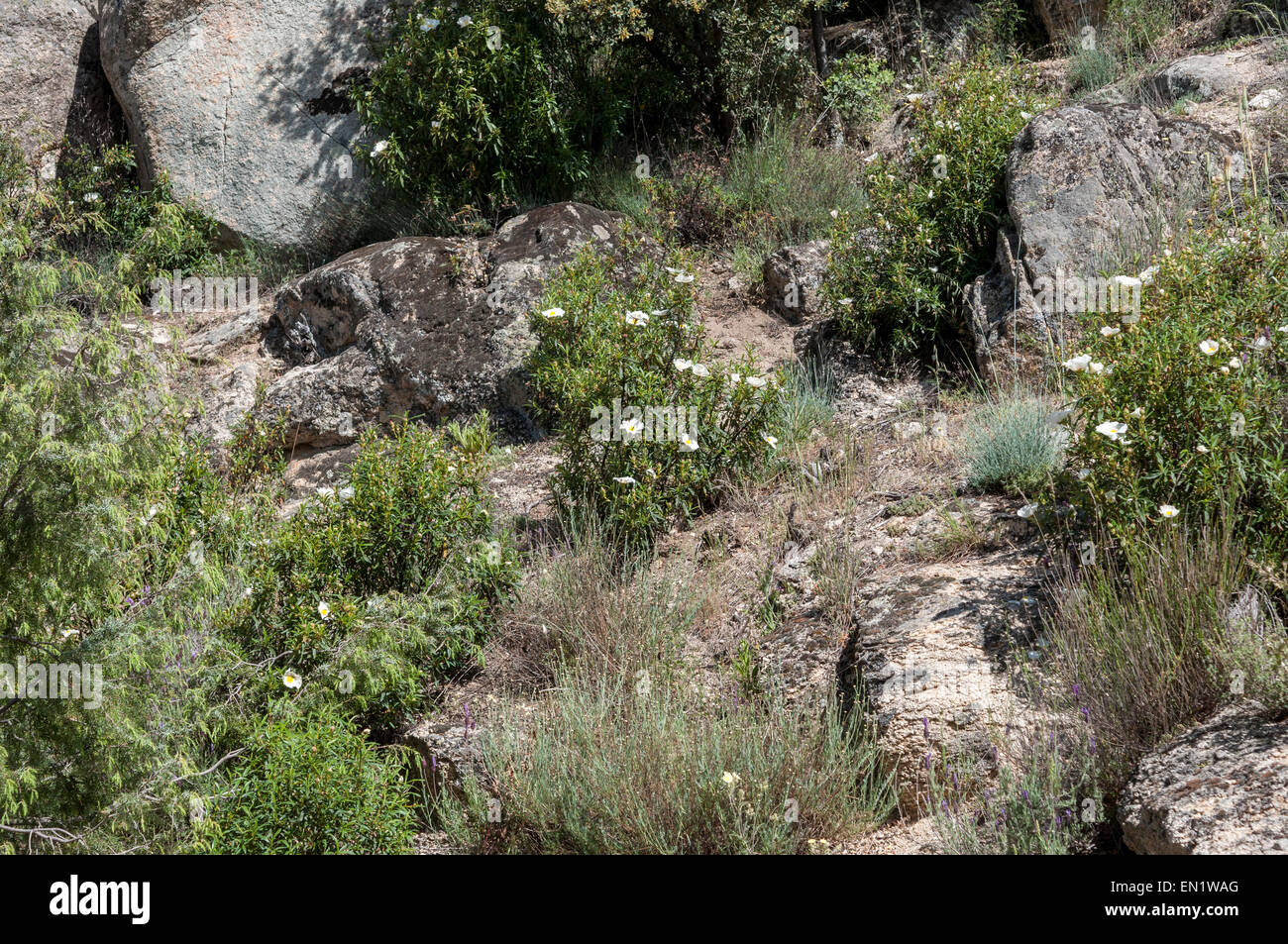 Mediterranean shrublands in Guadarrama Mountains, La Cabrera, Madrid ...