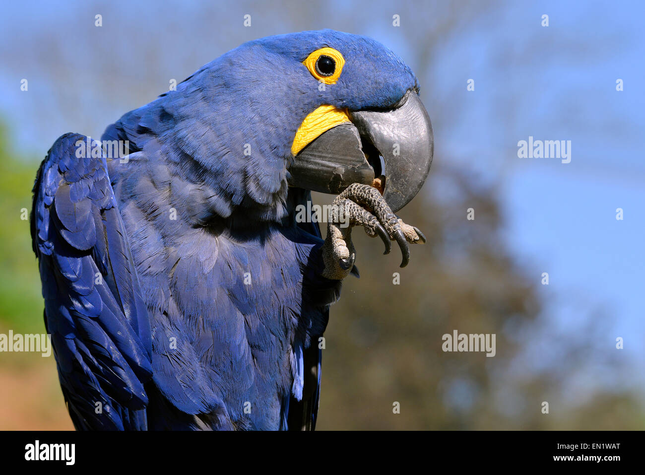 Profile portrait blue hyacinth macaw (Anodorhynchus hyacinthinus Stock ...