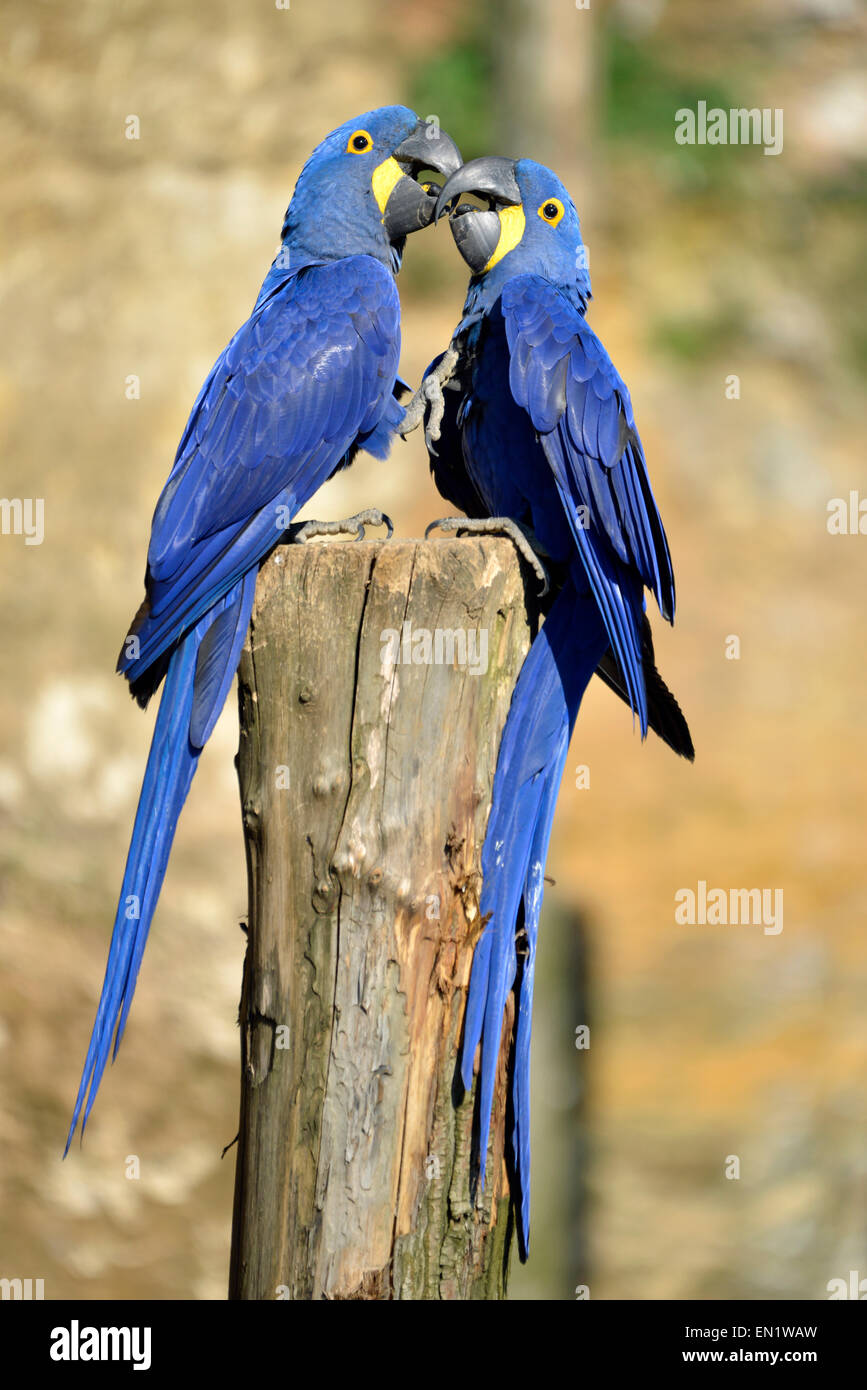 Two Hyacinth macaws (Anodorhynchus hyacinthinus) on a perch and kissing ...