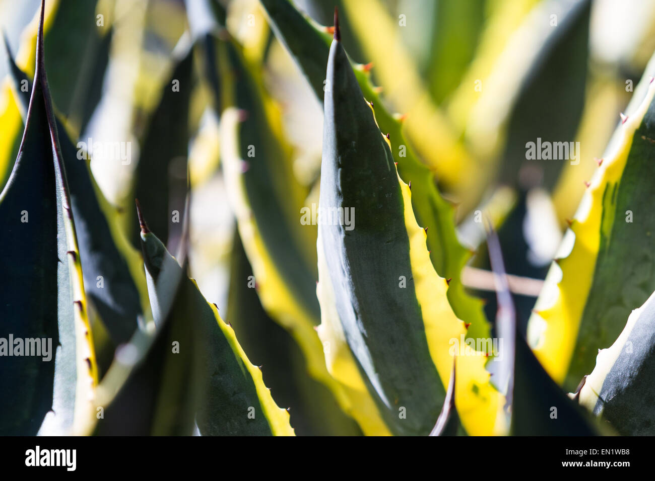 textured background from a close up of an agave plant with dark greens ...