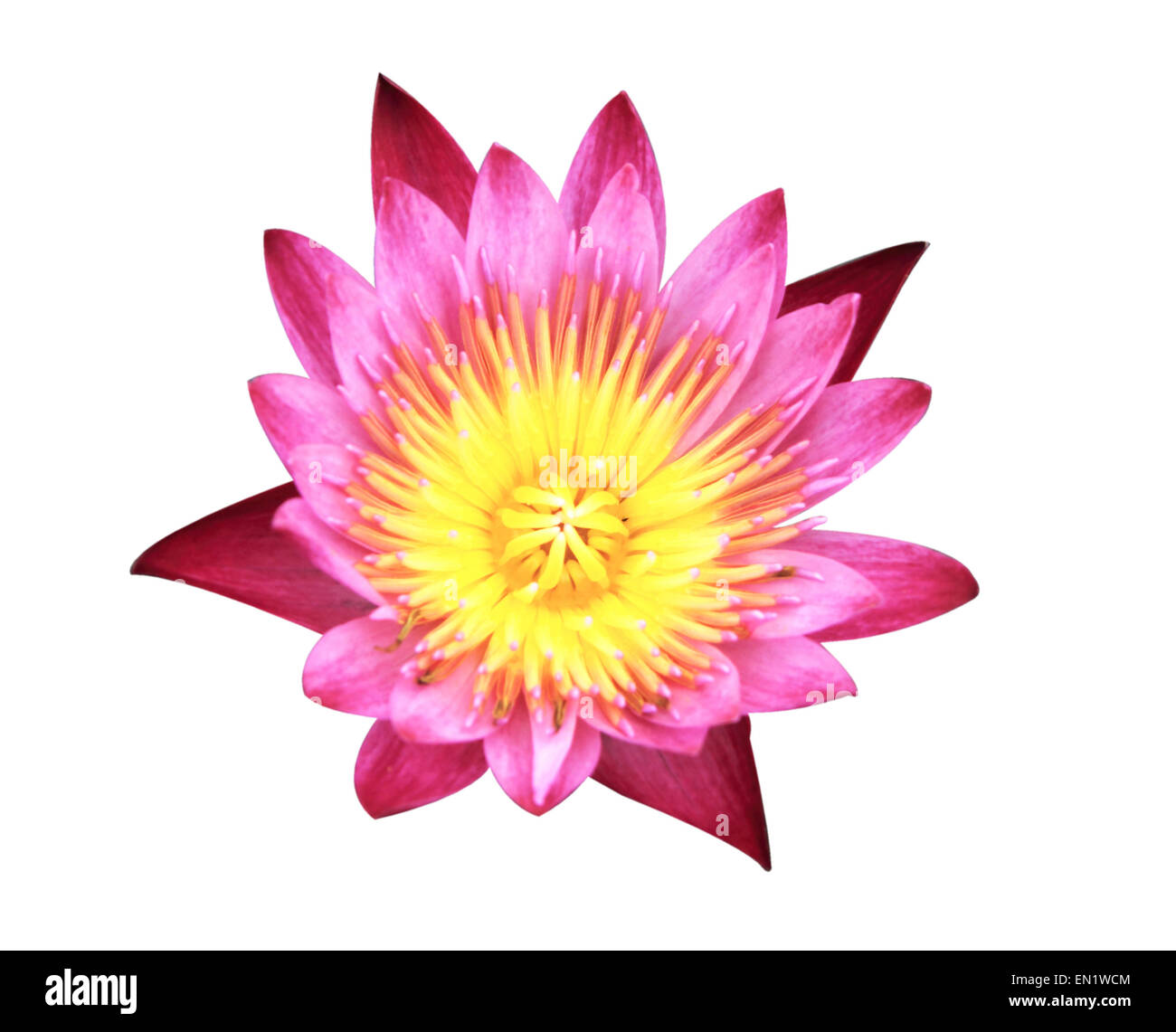 Lotus Flower Basket isolated on white background Stock Photo - Alamy