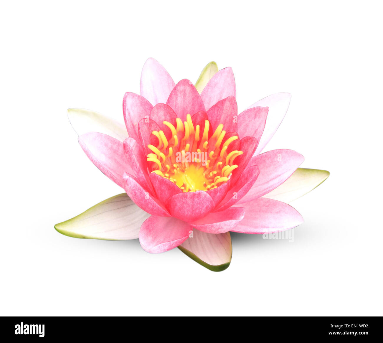 Lotus Flower Basket isolated on white background Stock Photo - Alamy