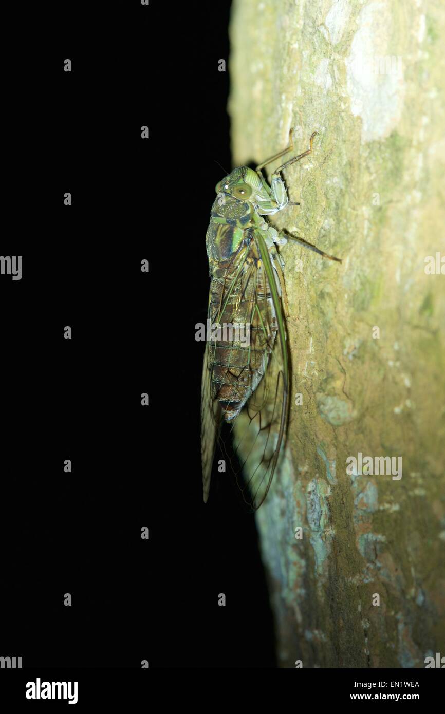 Cicada of the genus Pomponia Stock Photo - Alamy