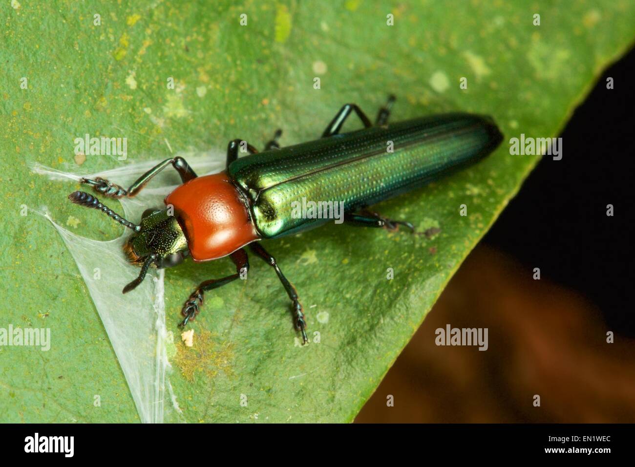 Erotylidae hi-res stock photography and images - Alamy