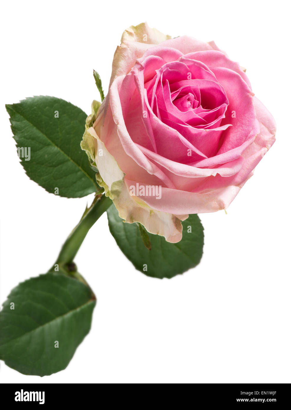 Pretty fresh pink rose with green leaves Stock Photo - Alamy