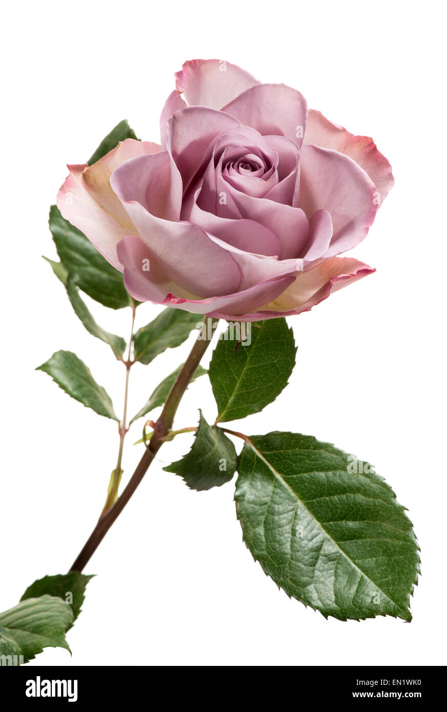 Single Lavender Colored Rose with Green Leaves Isolated on White ...