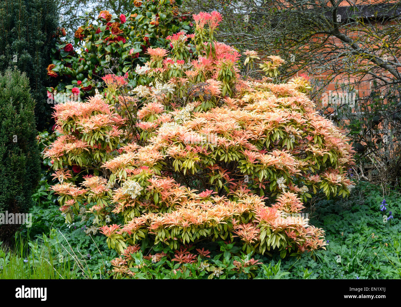 Pieris shrub bush in the UK Stock Photo - Alamy