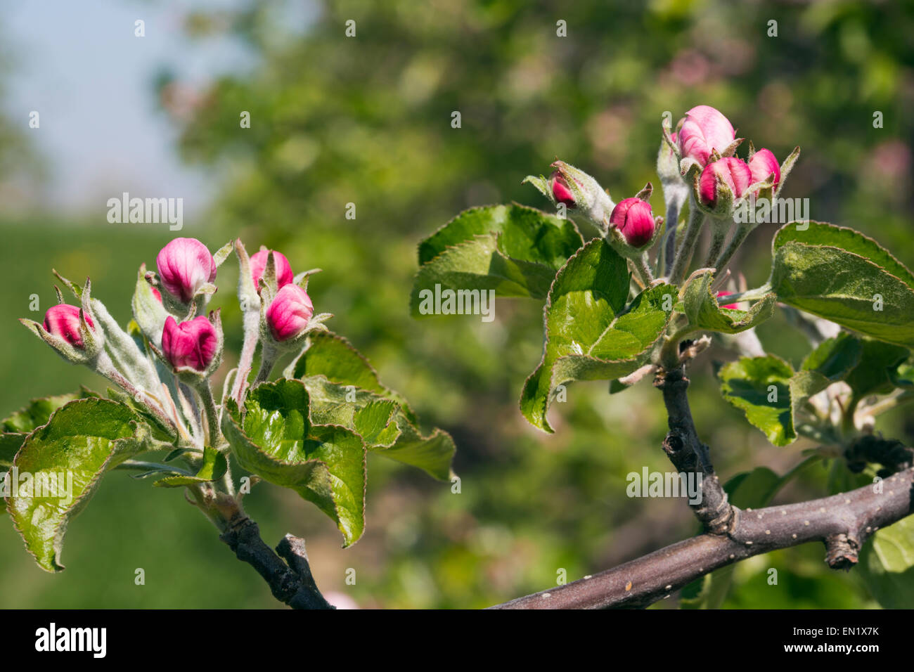 Branch with apple buds Stock Photo - Alamy