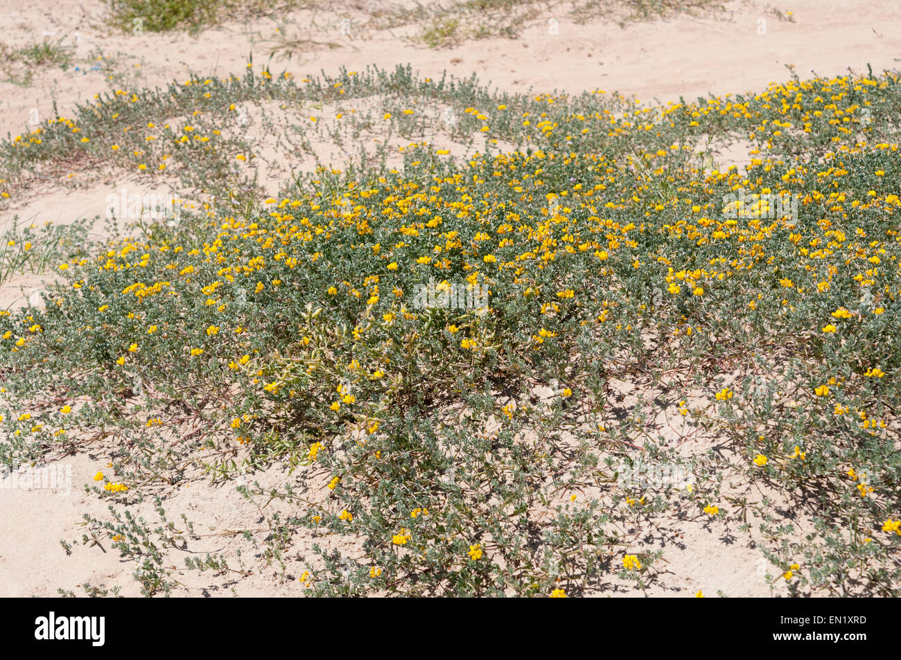 Flowers and leaves of Cretan trefoil, Lotus creticus Stock Photo - Alamy