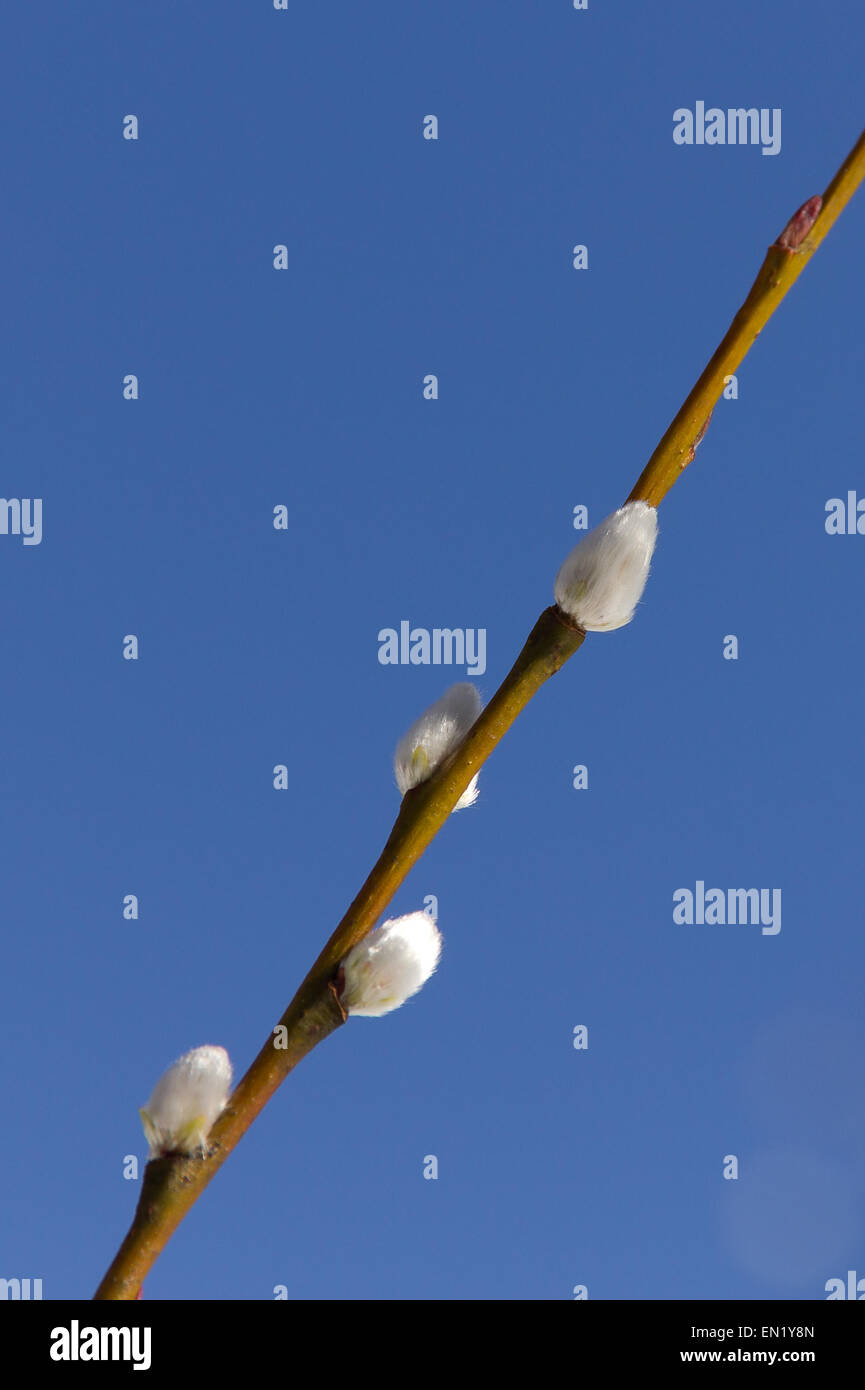 Willow spring hi-res stock photography and images - Alamy