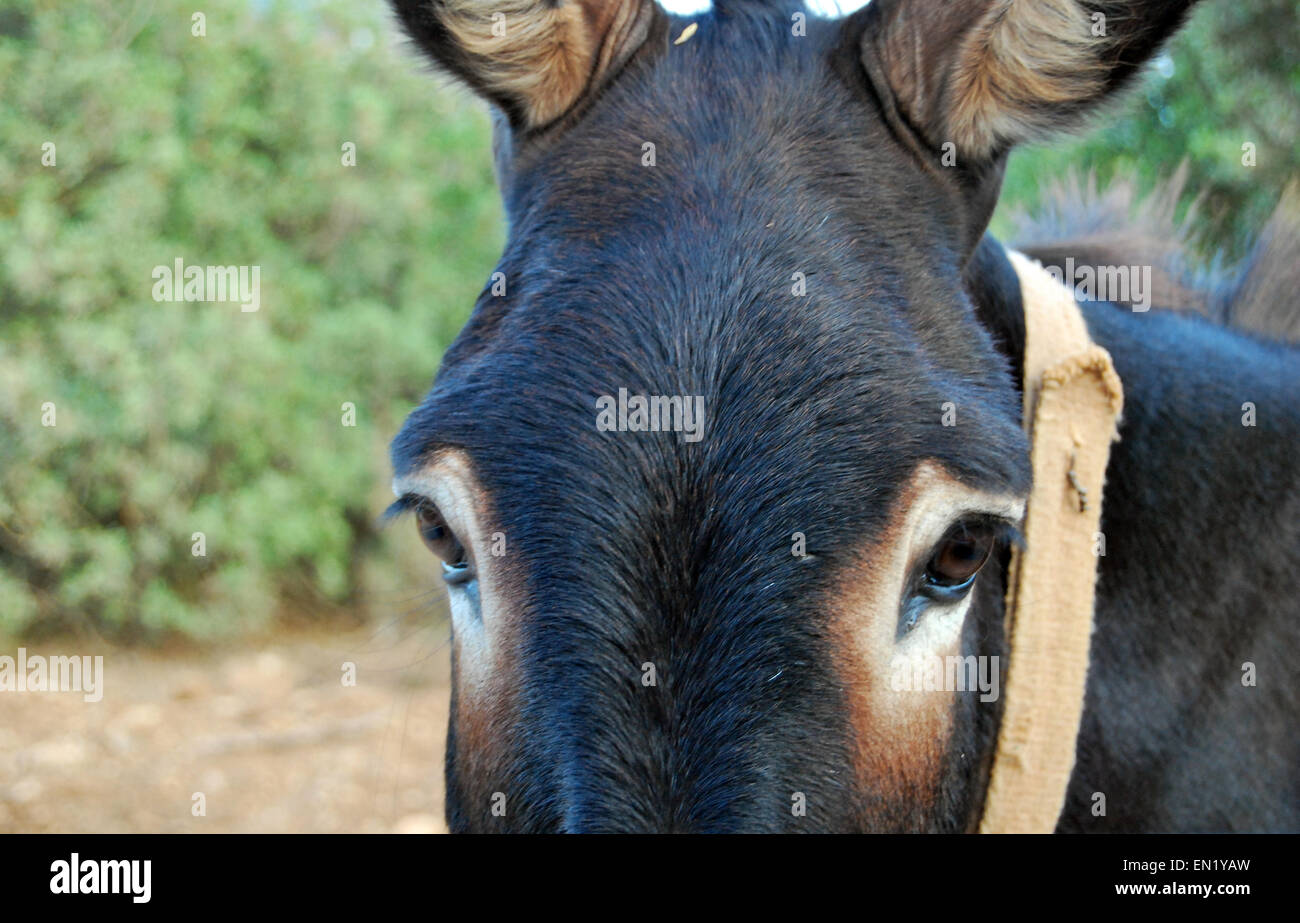 brown donkey in the countryside surrounded by green trees to discover ...