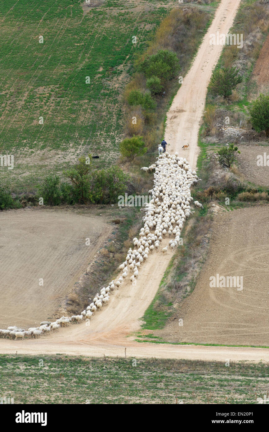 Sheep ranching hi-res stock photography and images - Alamy