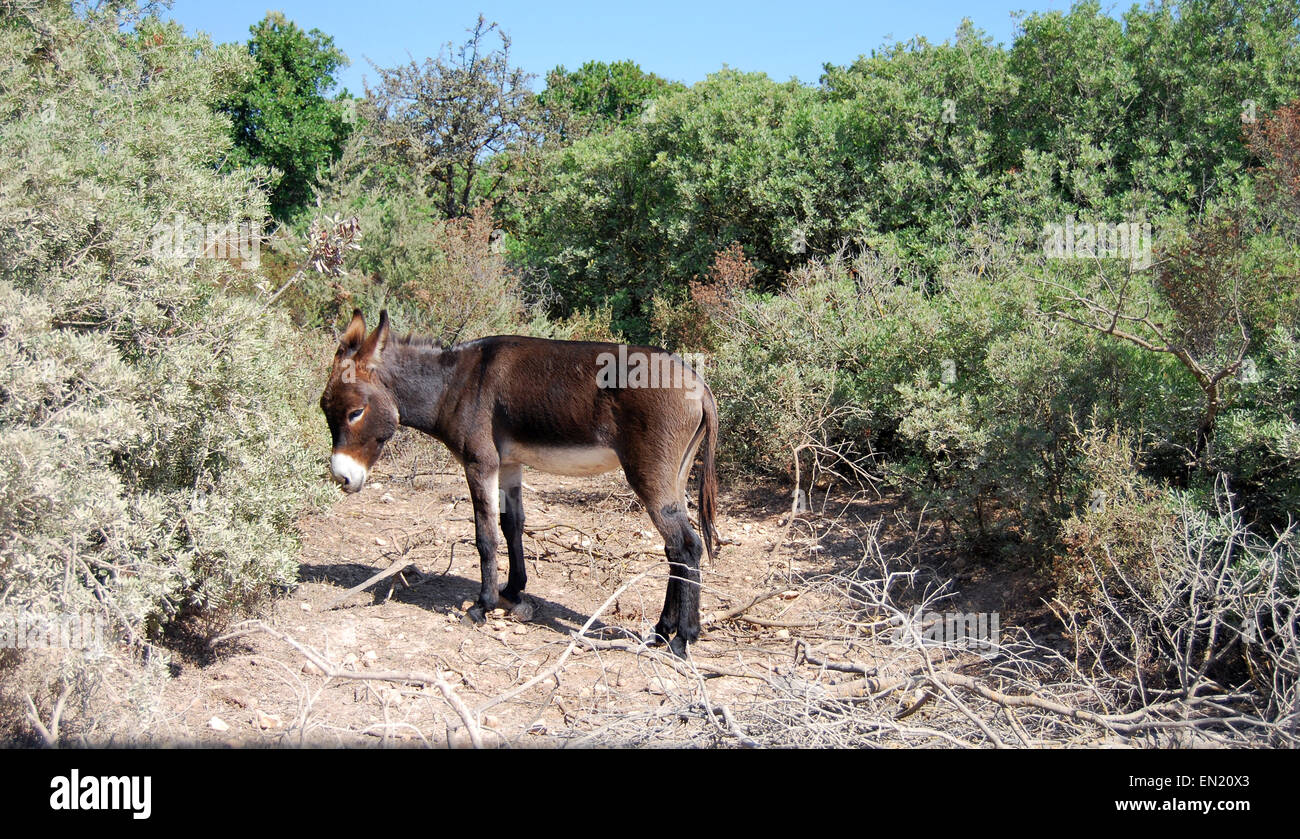 brown donkey in the countryside surrounded by green trees to discover ...