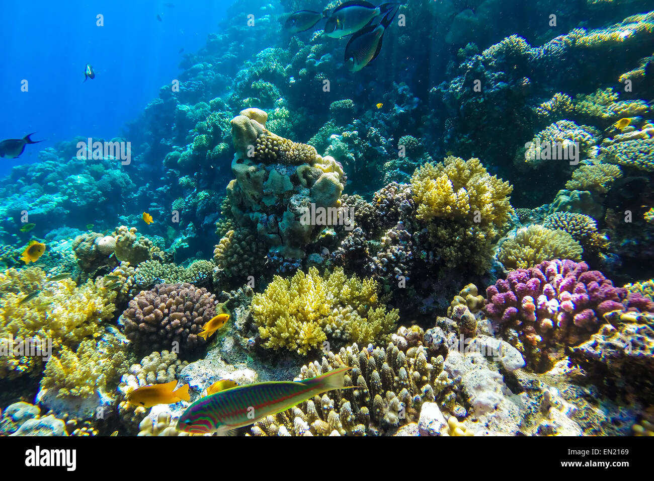 red sea coral reef with hard corals, fishes and sunny sky shining ...