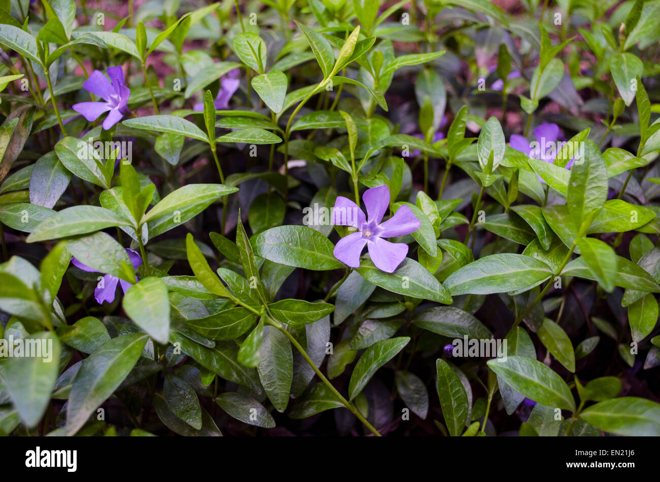 Periwinkle flower colors hi-res stock photography and images - Alamy
