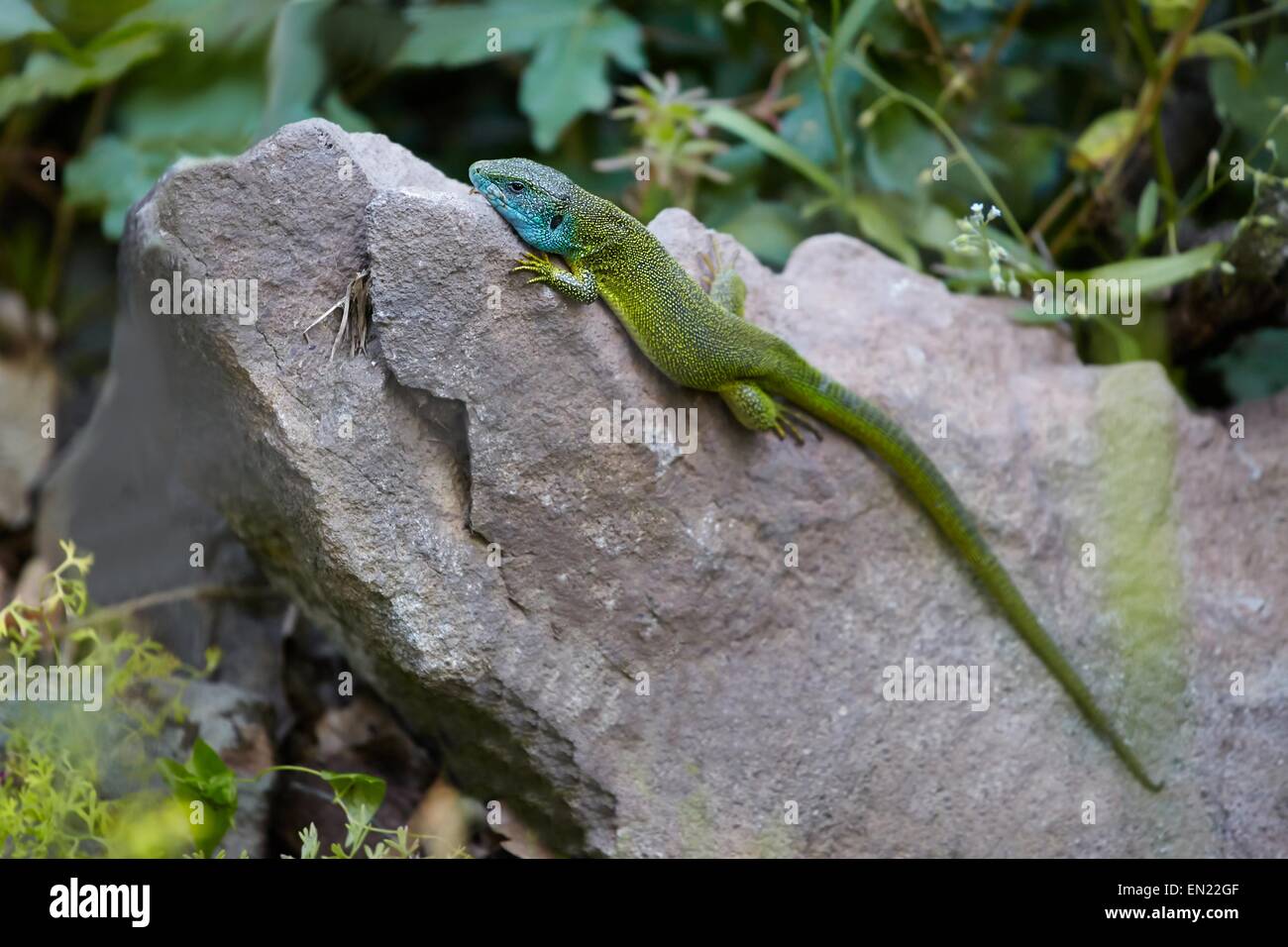 Green Lizard Resting Stock Photo - Alamy