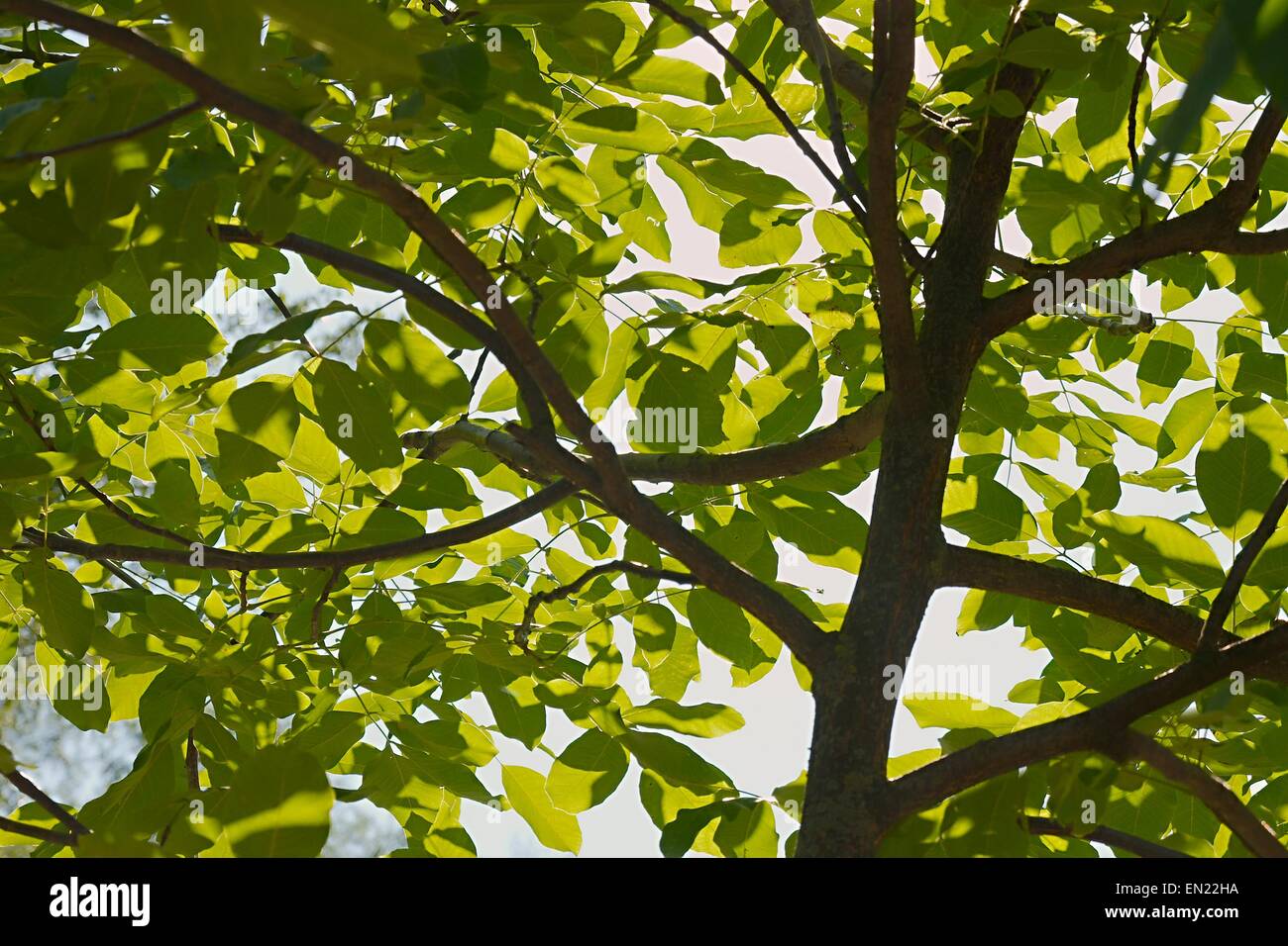 Tree many leaves nature hi-res stock photography and images - Alamy