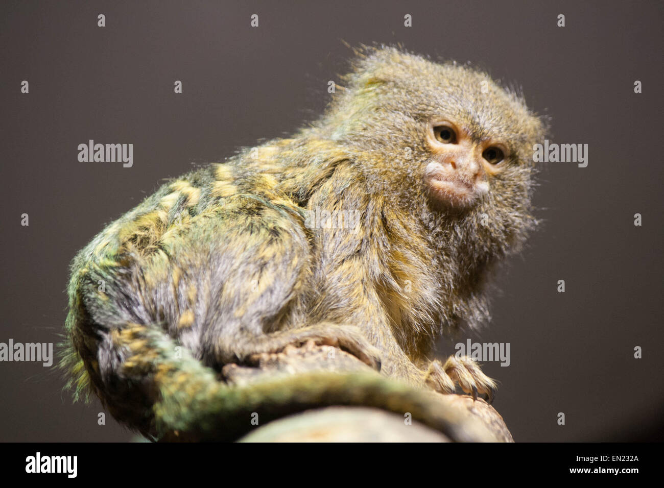 A marmoset monkey at the zoo Stock Photo - Alamy