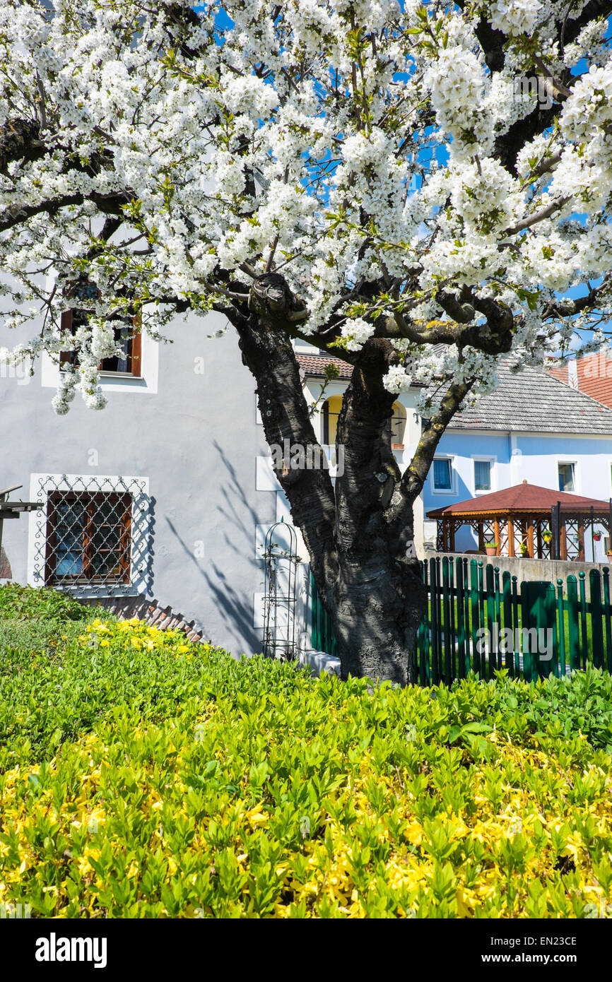 Garden with tree and bushes Stock Photo - Alamy