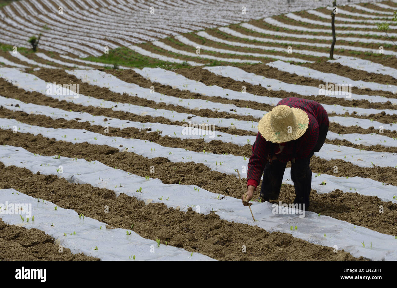 A local villager farms the farm land with plastic soil cover in Hanyuan ...