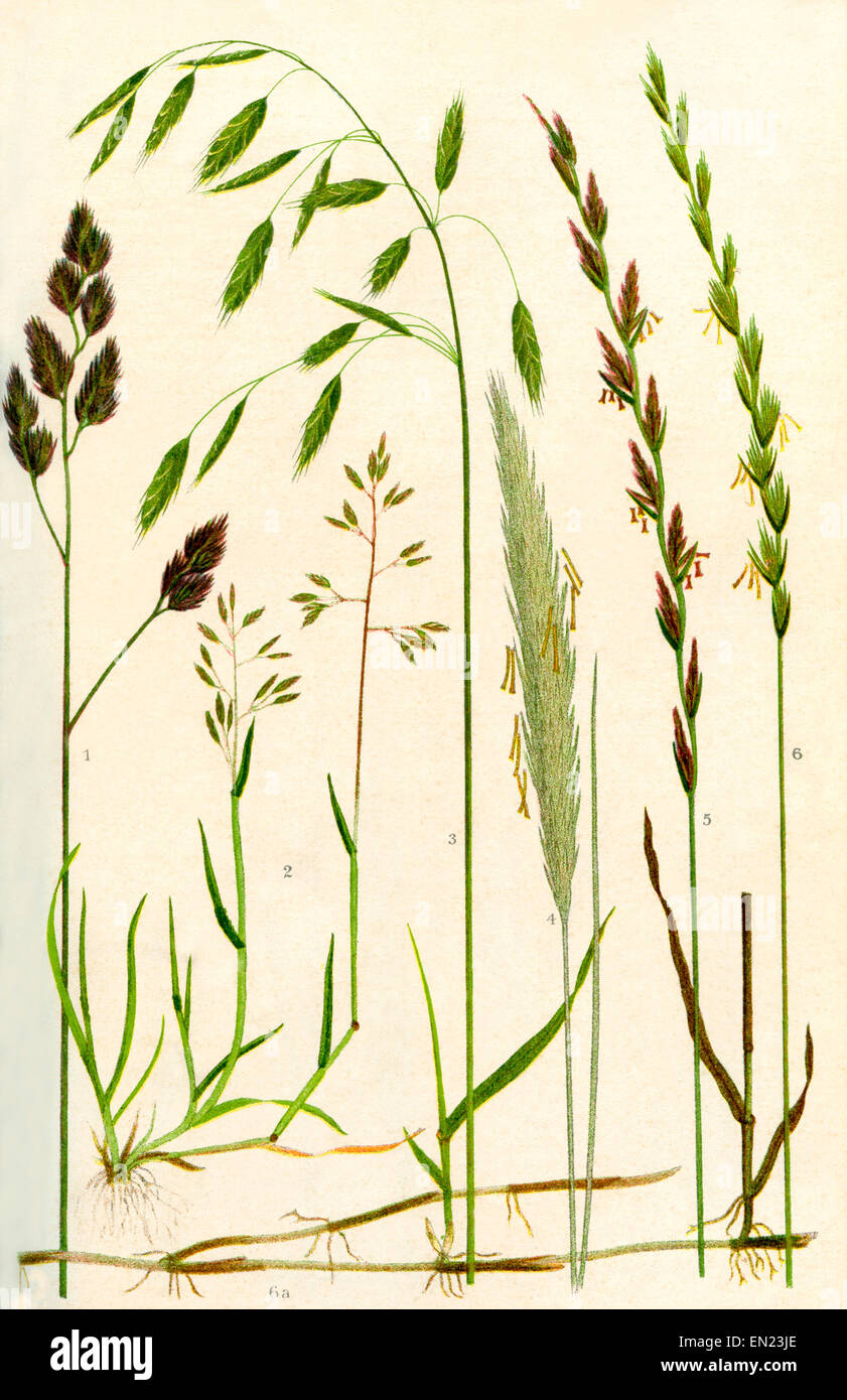 Wild grasses. 1.Cock's Foot 2.Annual Meadow grass 3.Barren Brome 4 ...