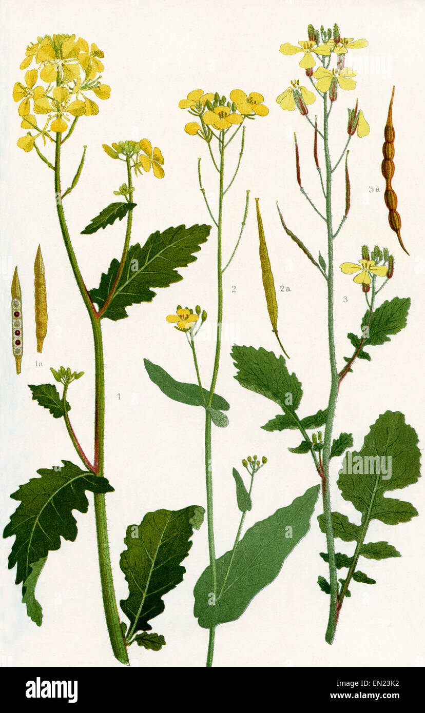 Wildflowers. 1.Charlock 1a. Fruit of Charlock 2.Wild Turnip 2a. Fruit ...