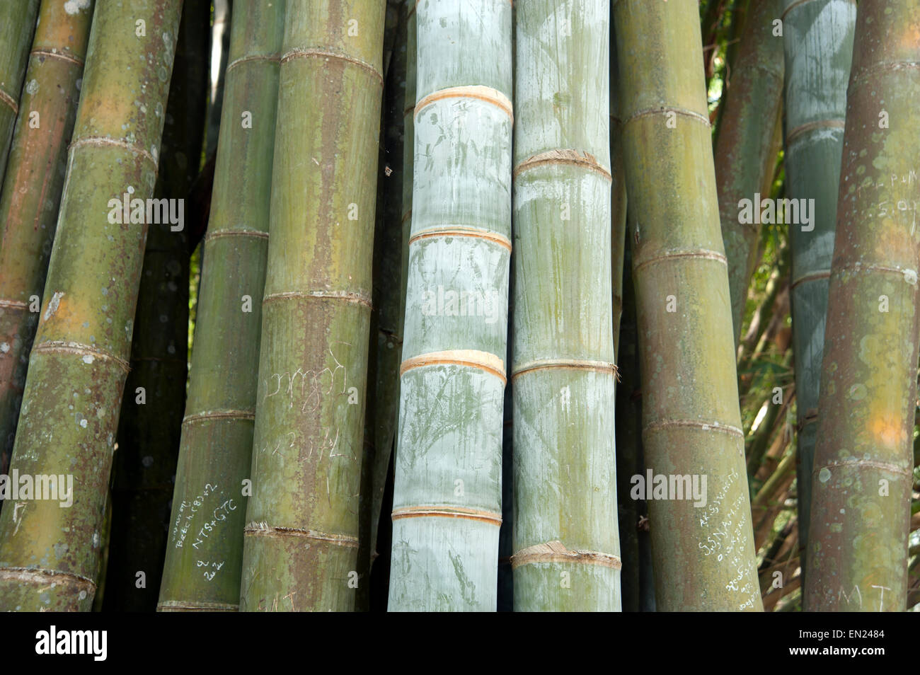 Close up detail of green bamboo sections of a bamboo tree in Myanmar ...