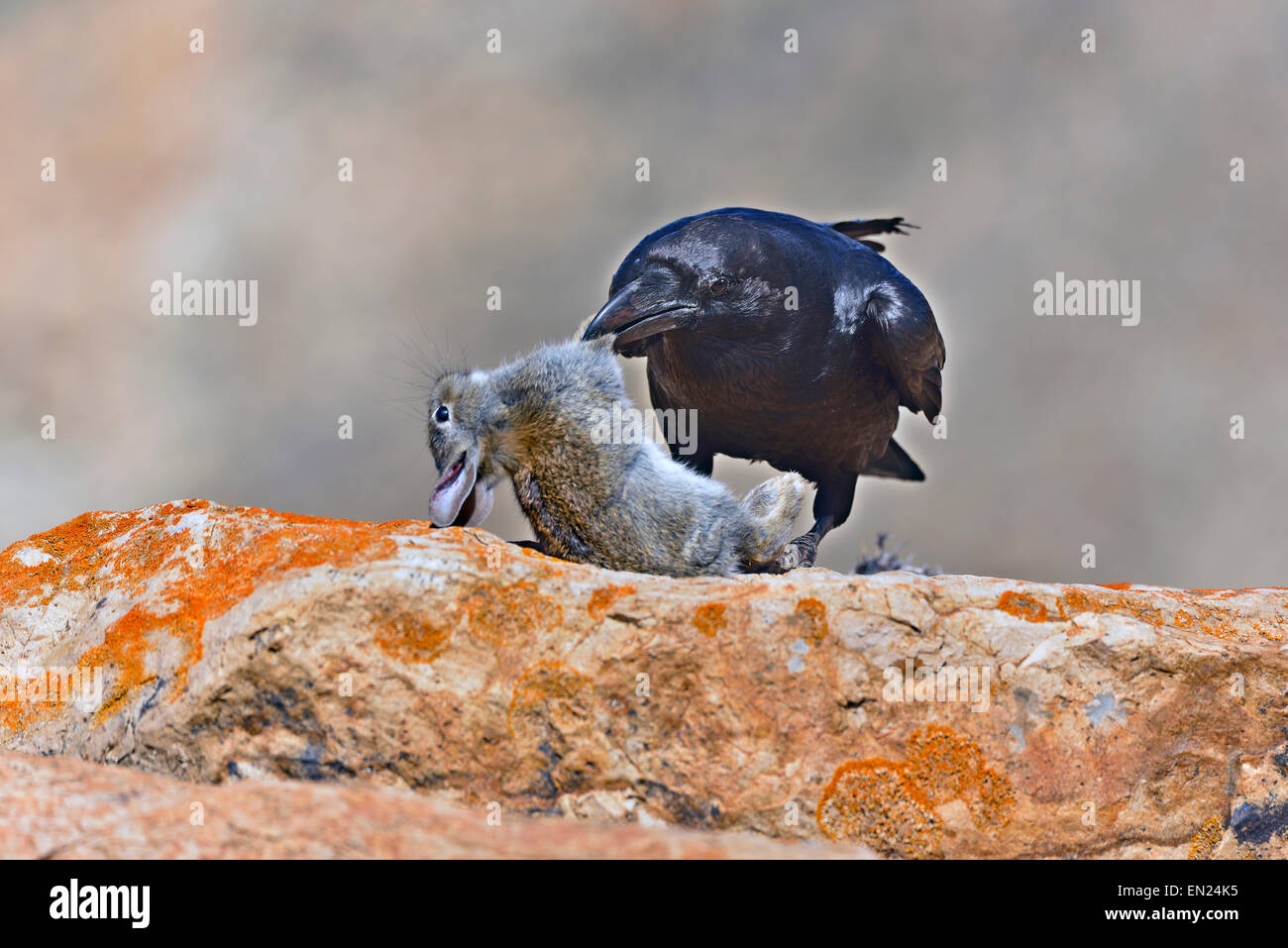 Corvus corax tingitanus, Common Raven eating a wild Rabbit Stock Photo ...