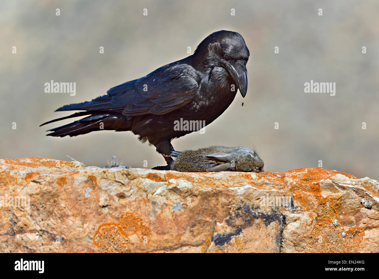 Corvus corax tingitanus, Common Raven eating a wild Rabbit Stock Photo ...