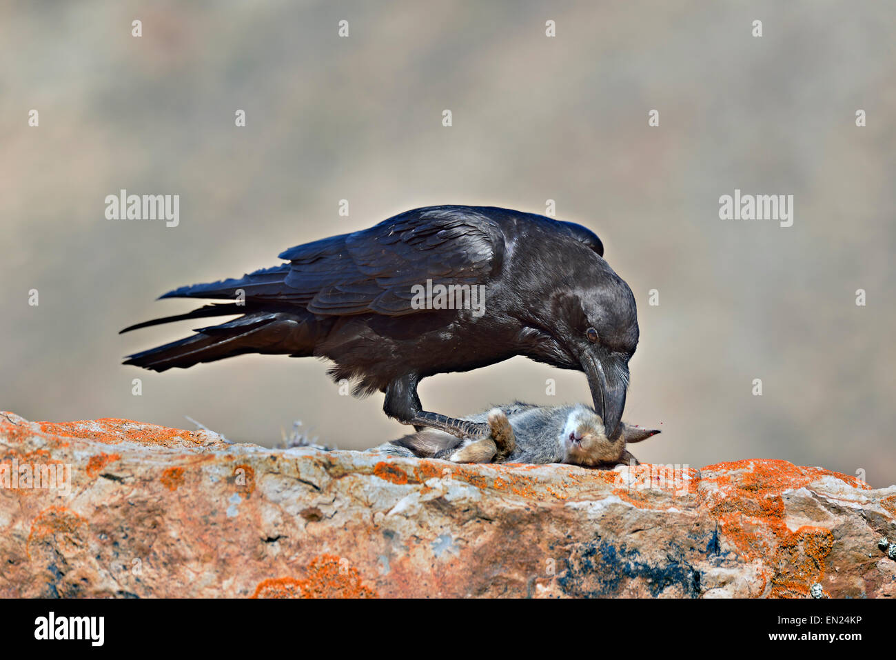 Corvus corax tingitanus, Common Raven eating a wild Rabbit Stock Photo ...