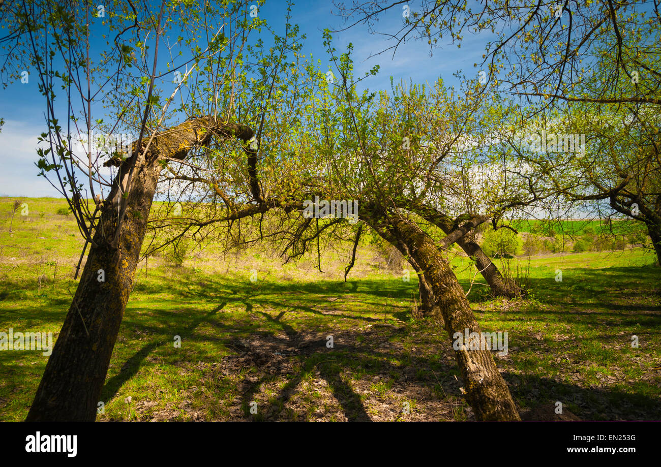 Romanian spring forest Stock Photo - Alamy