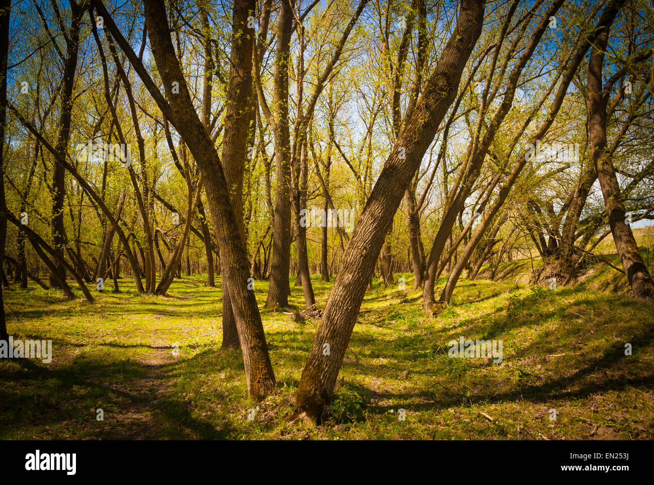 Romanian spring forest Stock Photo - Alamy