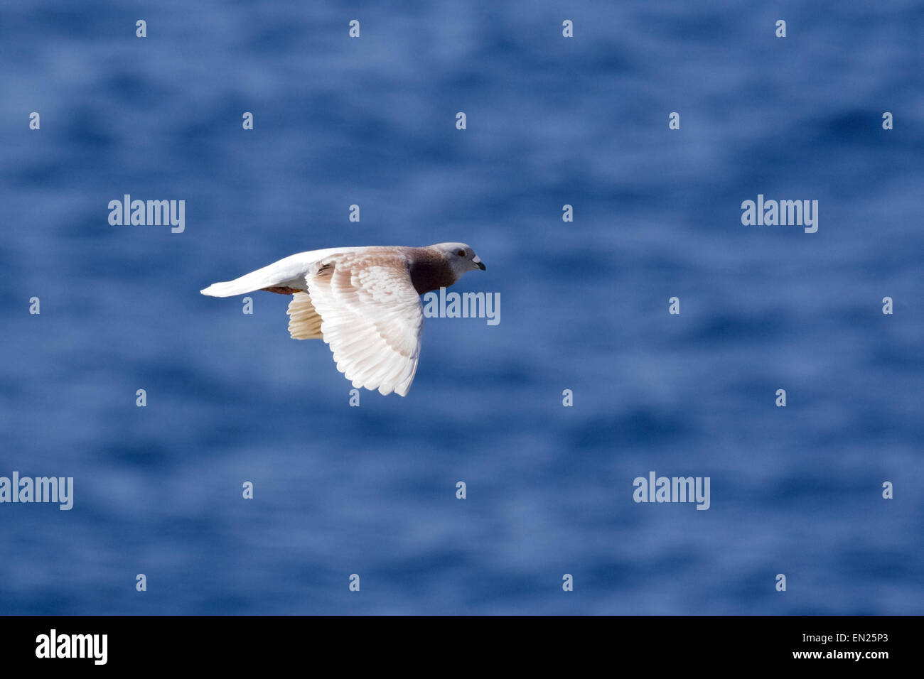 Pigeon flying over the sea Stock Photo - Alamy