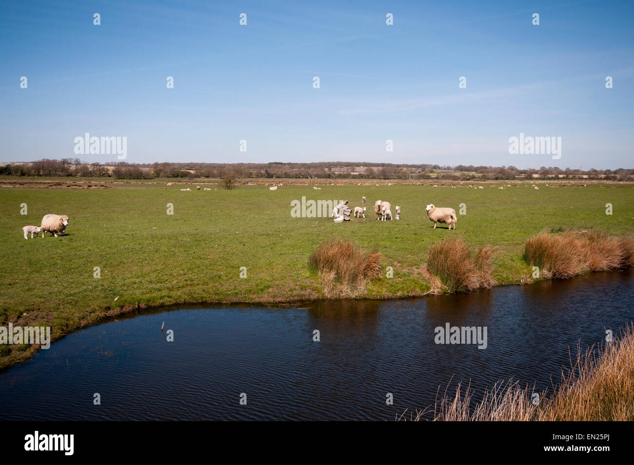 Sheep On Romney Marsh Kent England Near Brenzett Stock Photo - Alamy