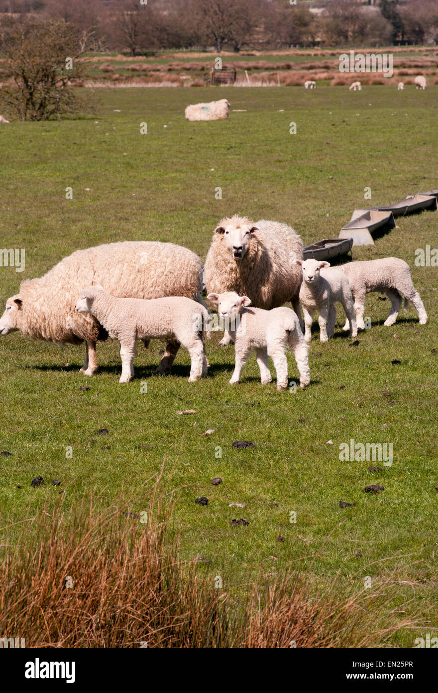 Sheep and Lambs Grazing On Romney Marsh Kent England Near Brenzett ...