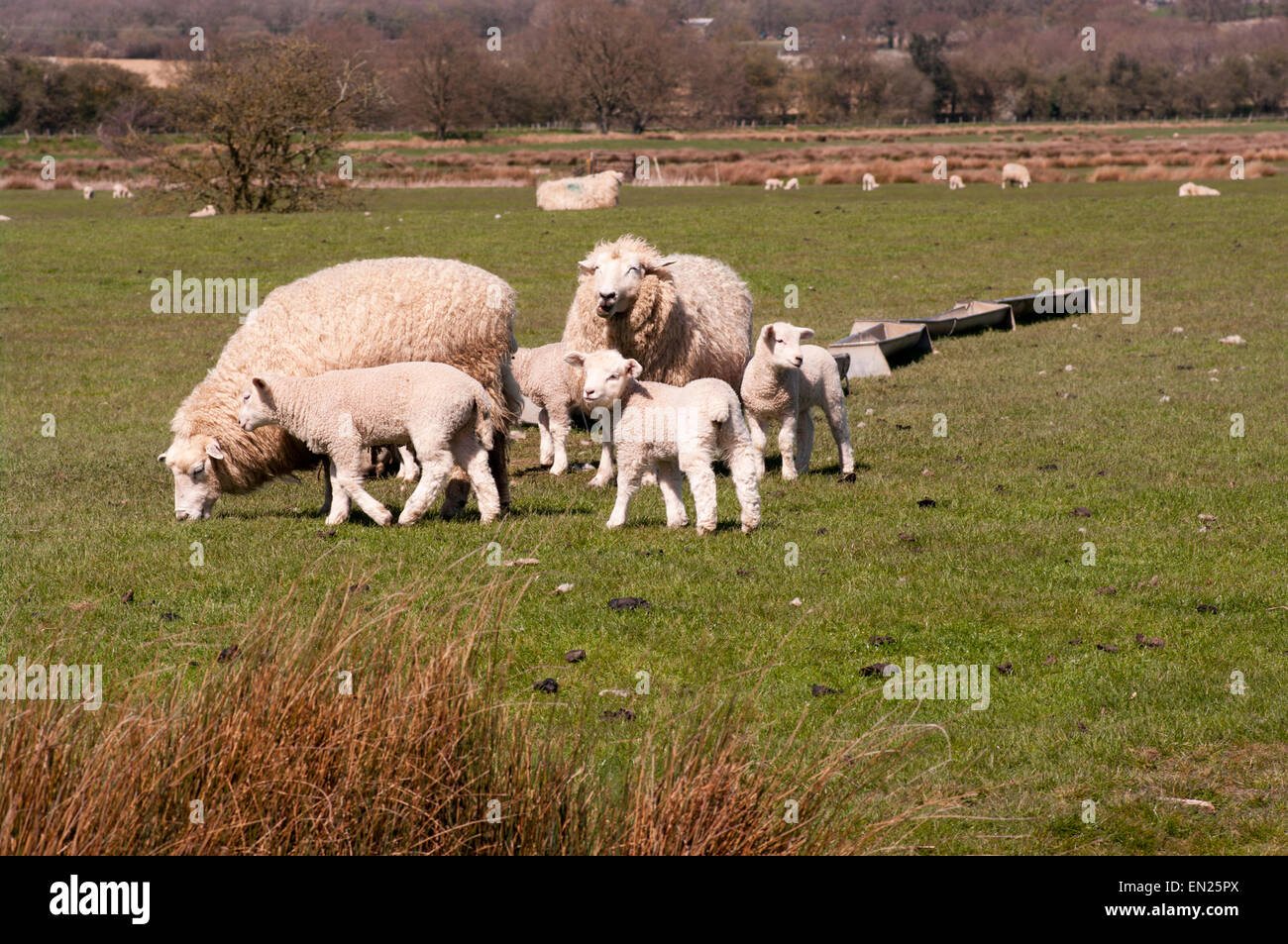 Sheep lambs grazing hi-res stock photography and images - Alamy